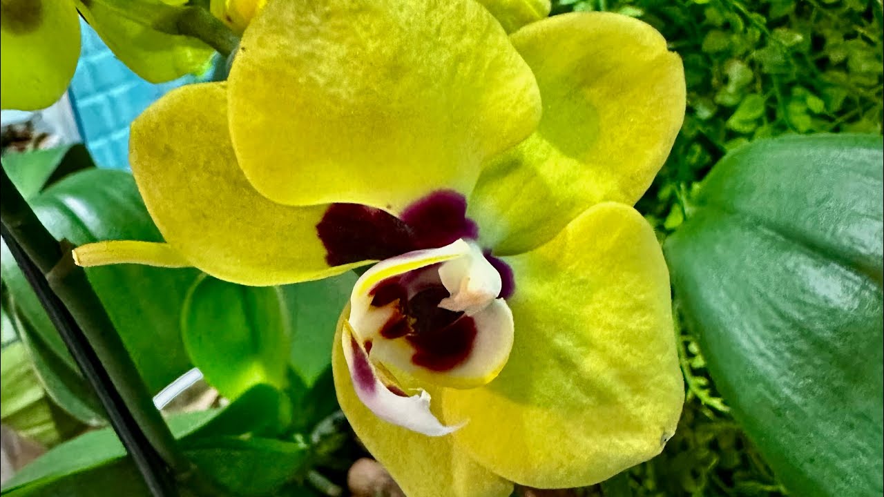 MUITAS PHALAENOPIS FLORIDAS - YouTube