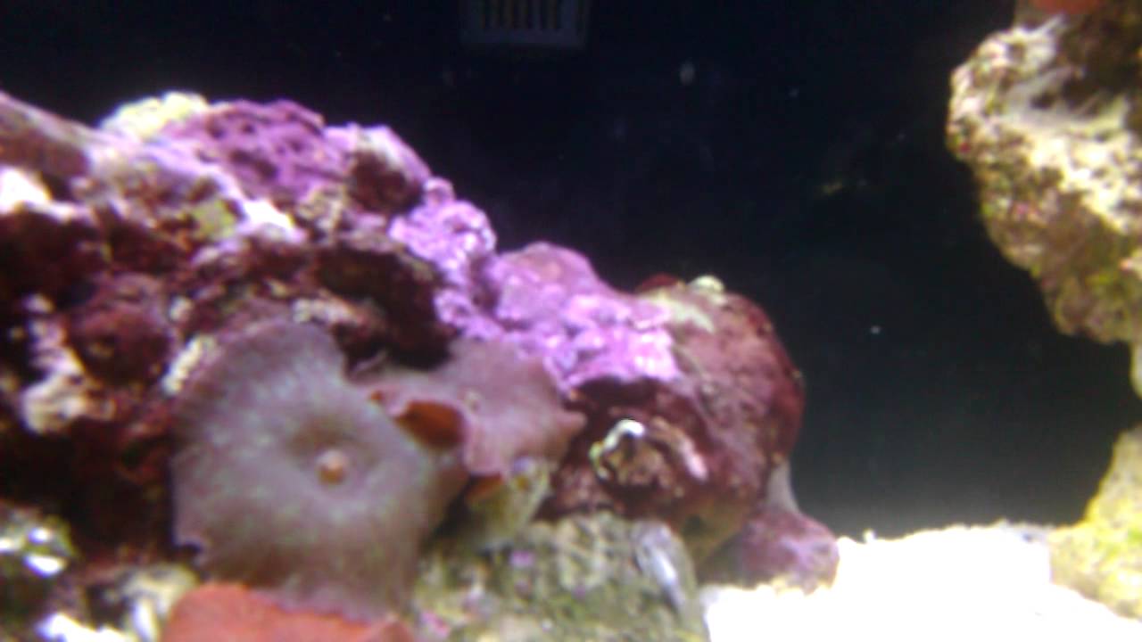 Stomatella Snail Reproduction - YouTube