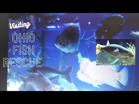 Ohio Fish Rescue tour big tanks & big fish #ohiofishrescue - YouTube