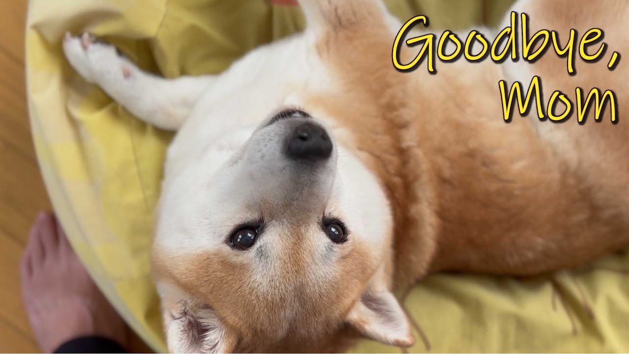 The Shiba Inu, who loved Mom so much, was not able to say goodbye at ...