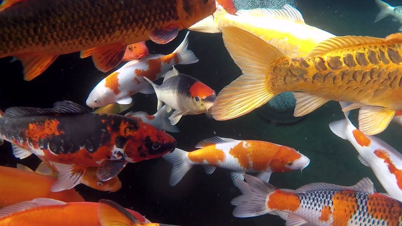 Koi Film 1:2 - YouTube