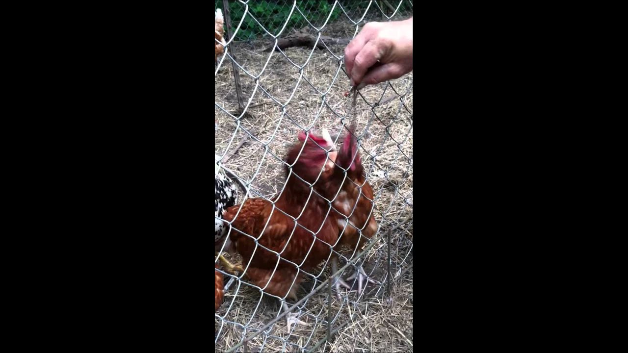 Chicken talk - YouTube