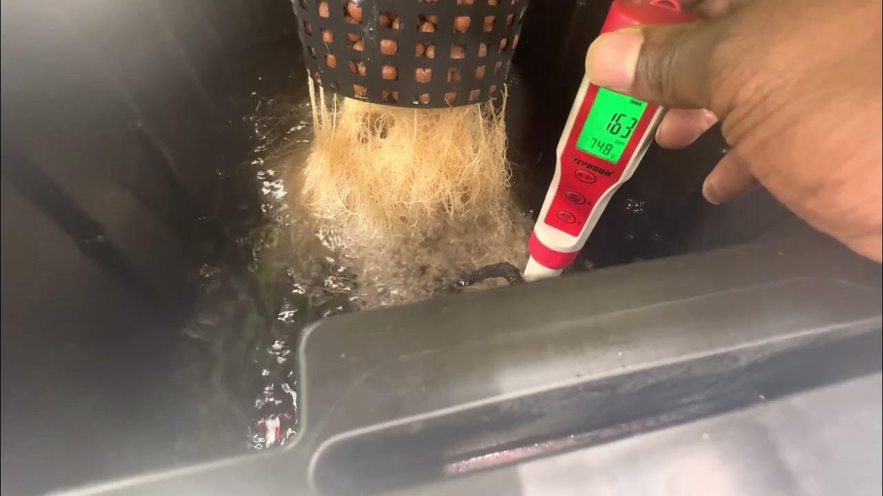 DWC PH and PPM issues and how to fix - YouTube