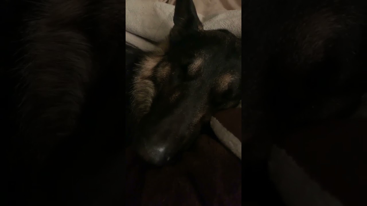 Snoring princess!🐾💕 - YouTube