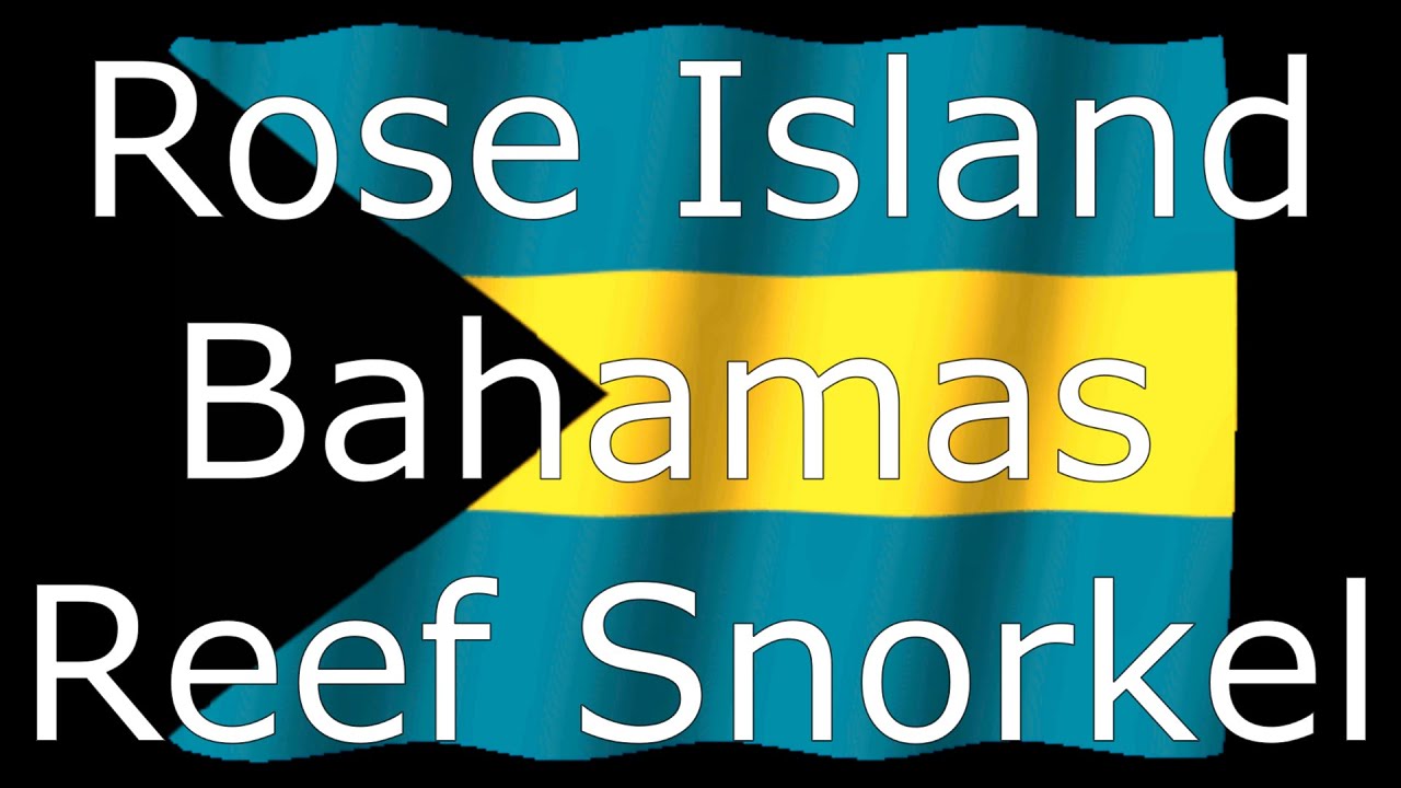 Rose Island Bahamas Reef Snorkel - YouTube