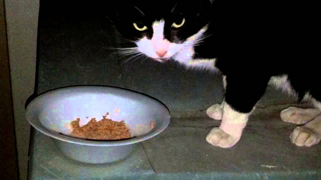 Feeding stray cat at night. - YouTube