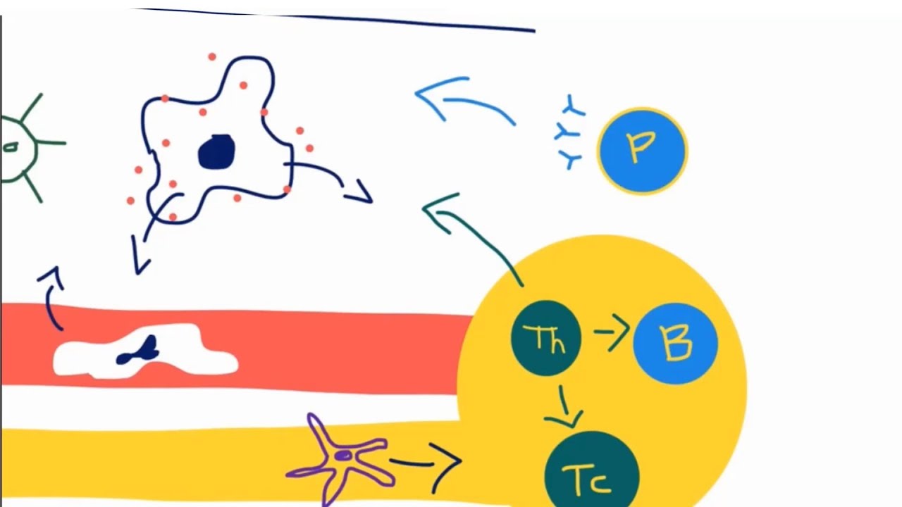 Immunology - An Overview (2019) - YouTube