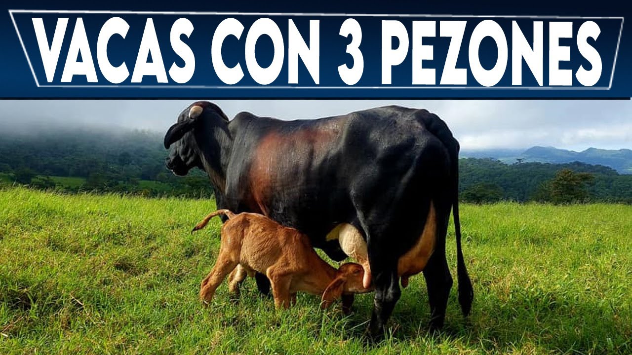 🔴 VACAS LECHERAS CON 3 PEZONES Cuando descartar una Vaca Lechera con ...