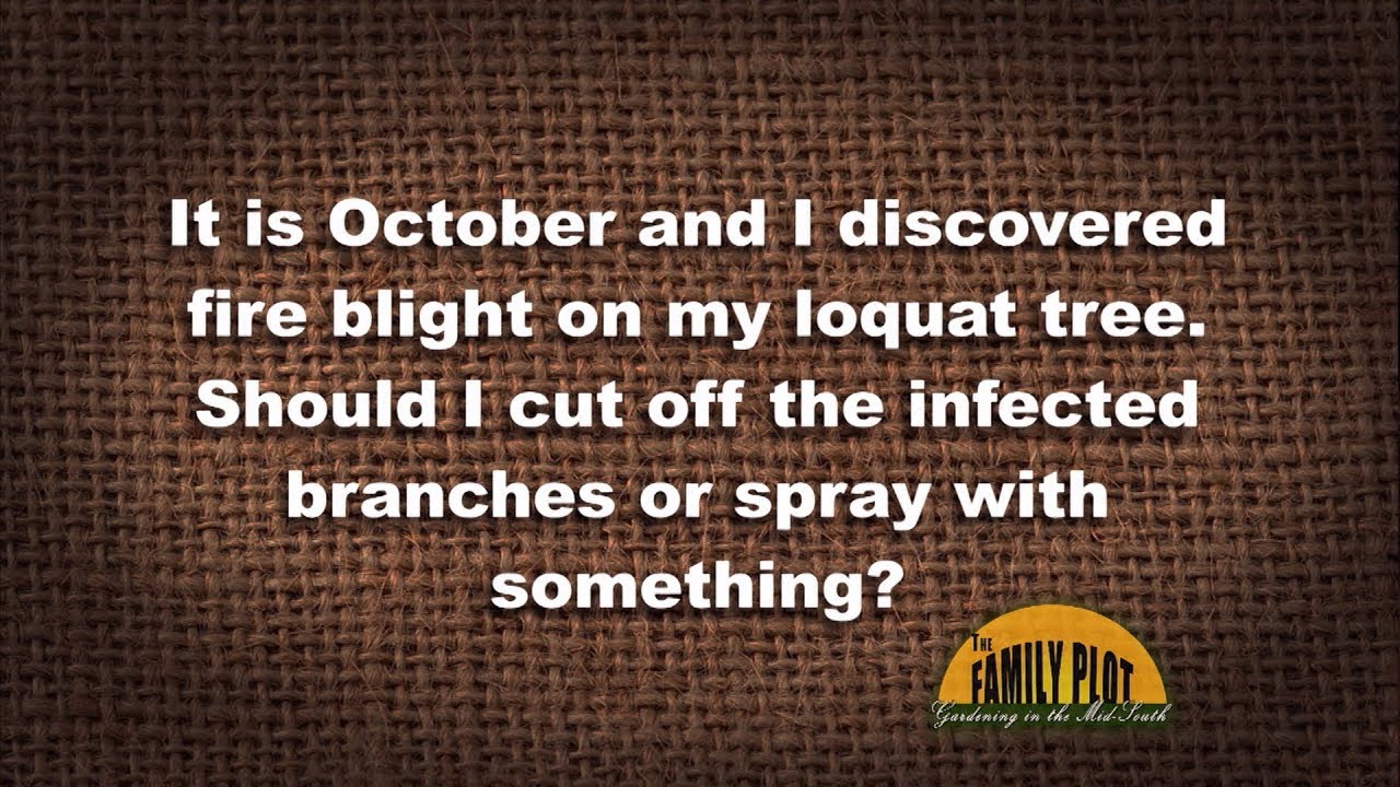 Q&A – It is fall, and I have fire blight on my loquat tree. Should I ...