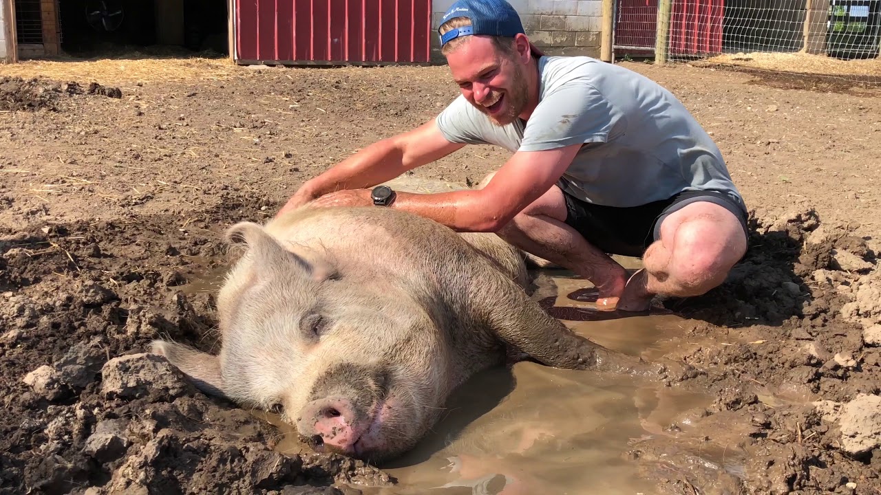 Jasper the pig enjoying his mud bath on July 4th - YouTube