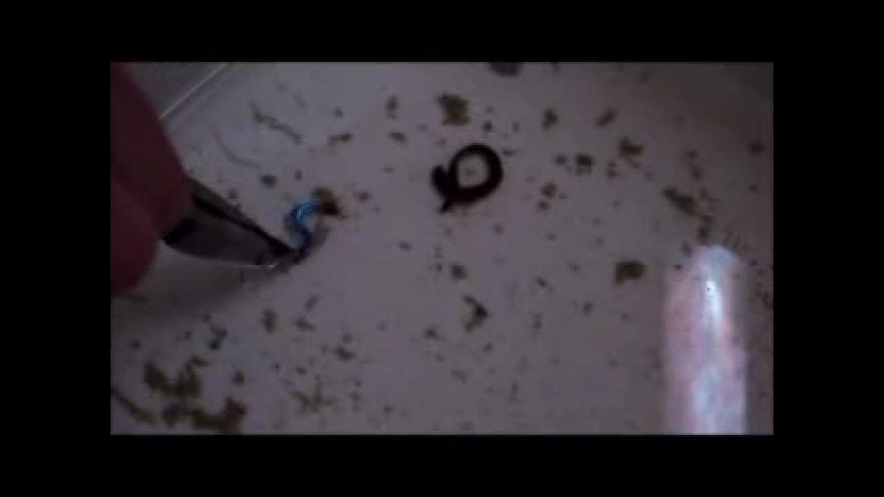 Marine-worm glowing (Fireworm) - YouTube