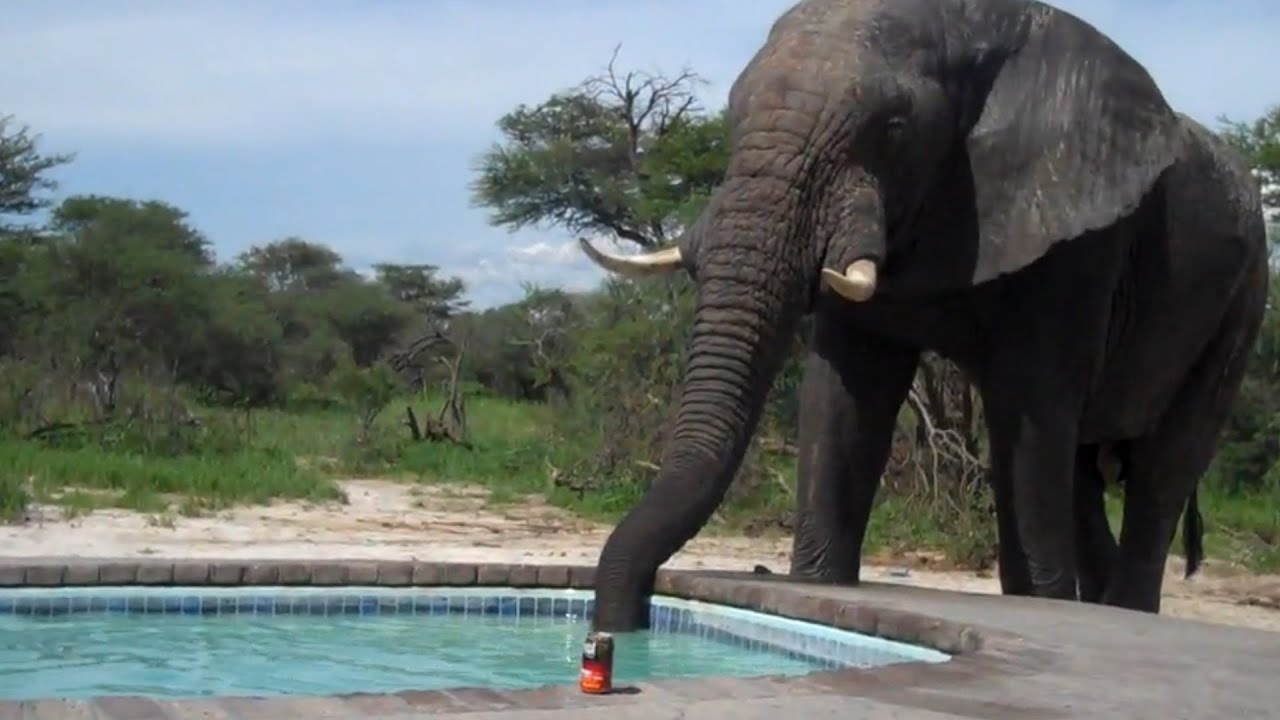 African Elephant Drinks From Pool - Crashes Pool Party! - YouTube