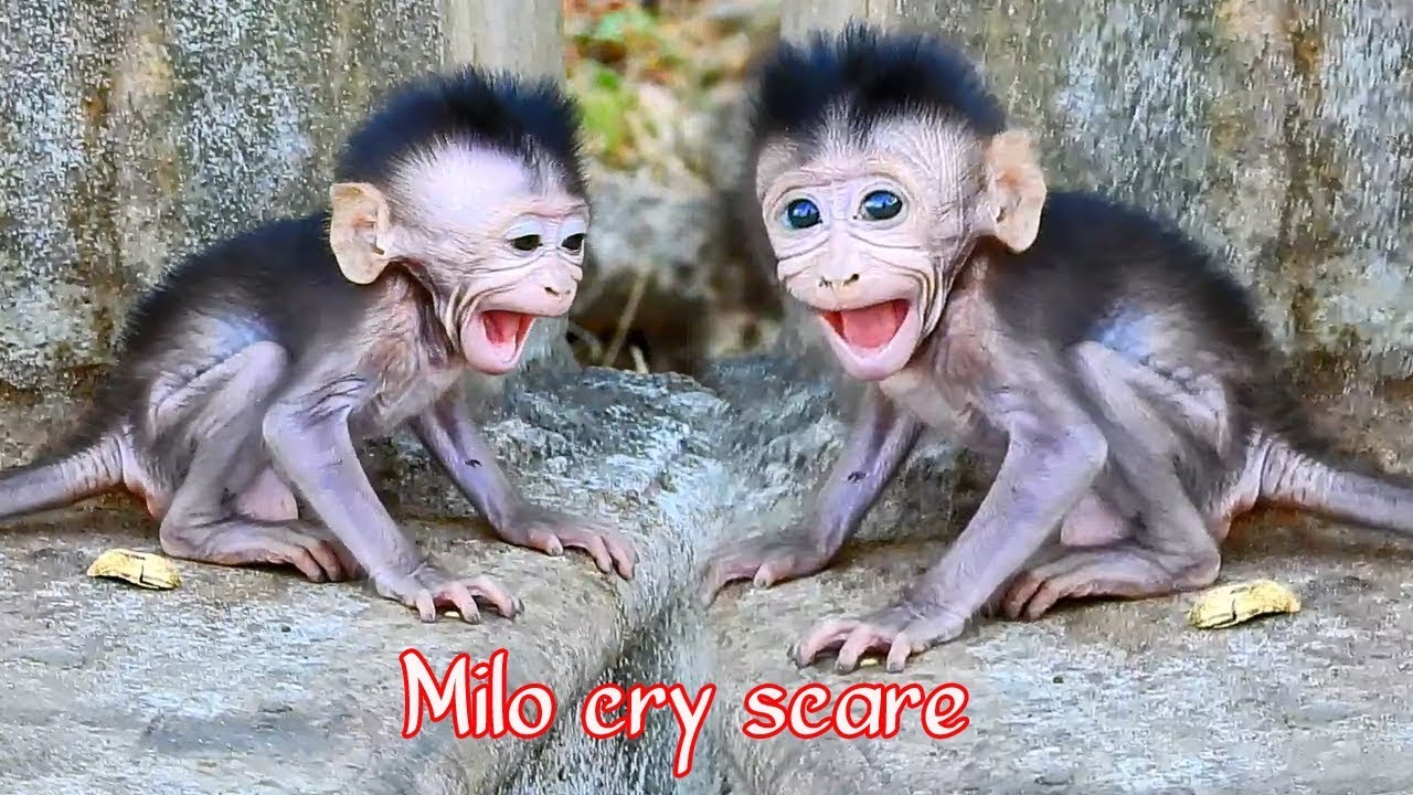 Super cry baby monkey Milo - Poor baby Milo cry scare when mom not ...