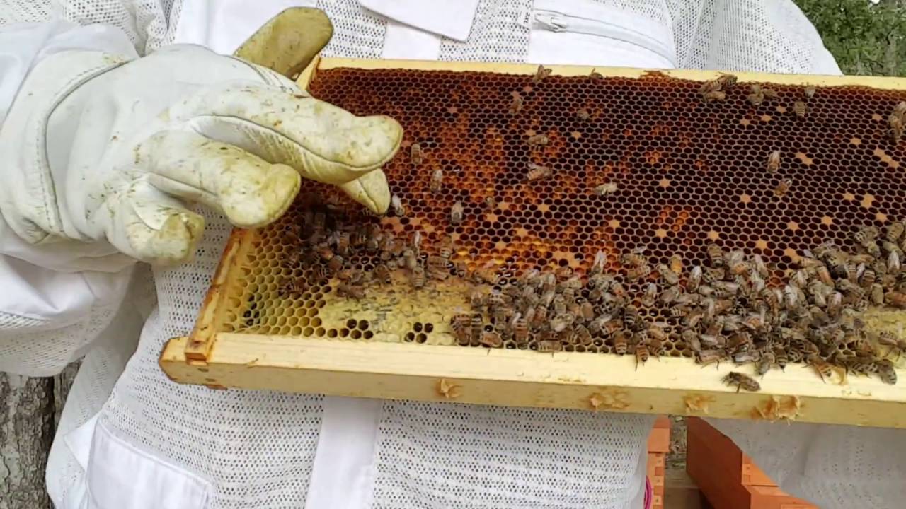 Failing nuc with poorly mated queen or laying worker? - YouTube