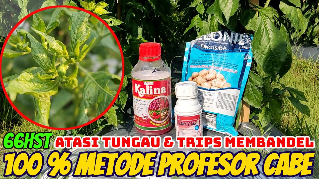 Penyemprotan Akarisida Atasi Tungau, Kutu dan Trips Membandel Pada Cabe ...