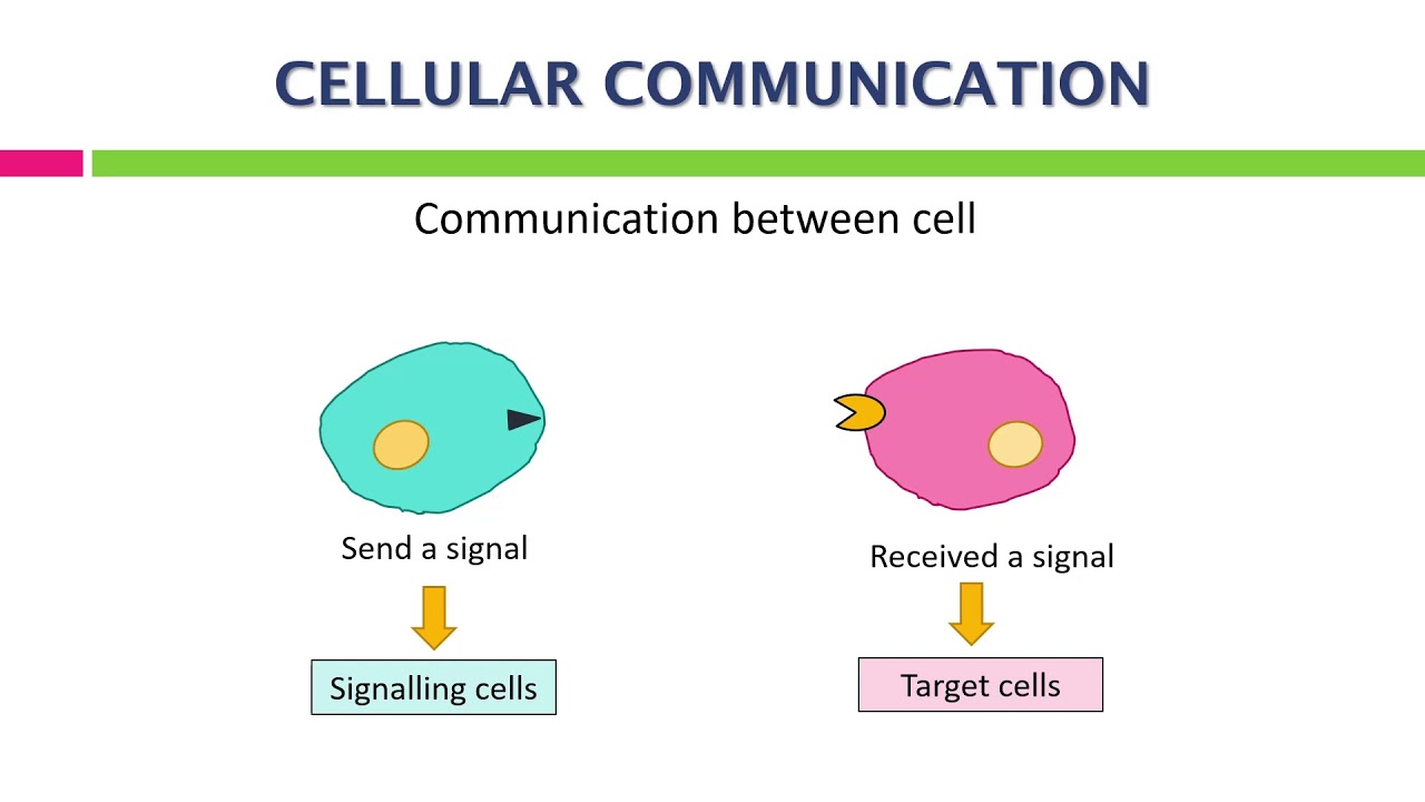 Hormonal and Nervous Communication | Cellular Communication - YouTube