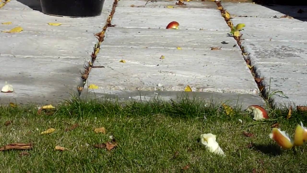 apple bomb. explosion. blowing up an apple with a fire cracker - YouTube