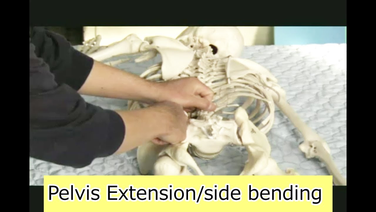 Teaching by Handling 3-8 Extension and side bending of pelvis in prone ...