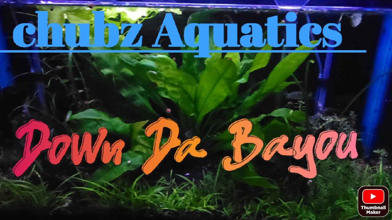 Down Da Bayou - YouTube