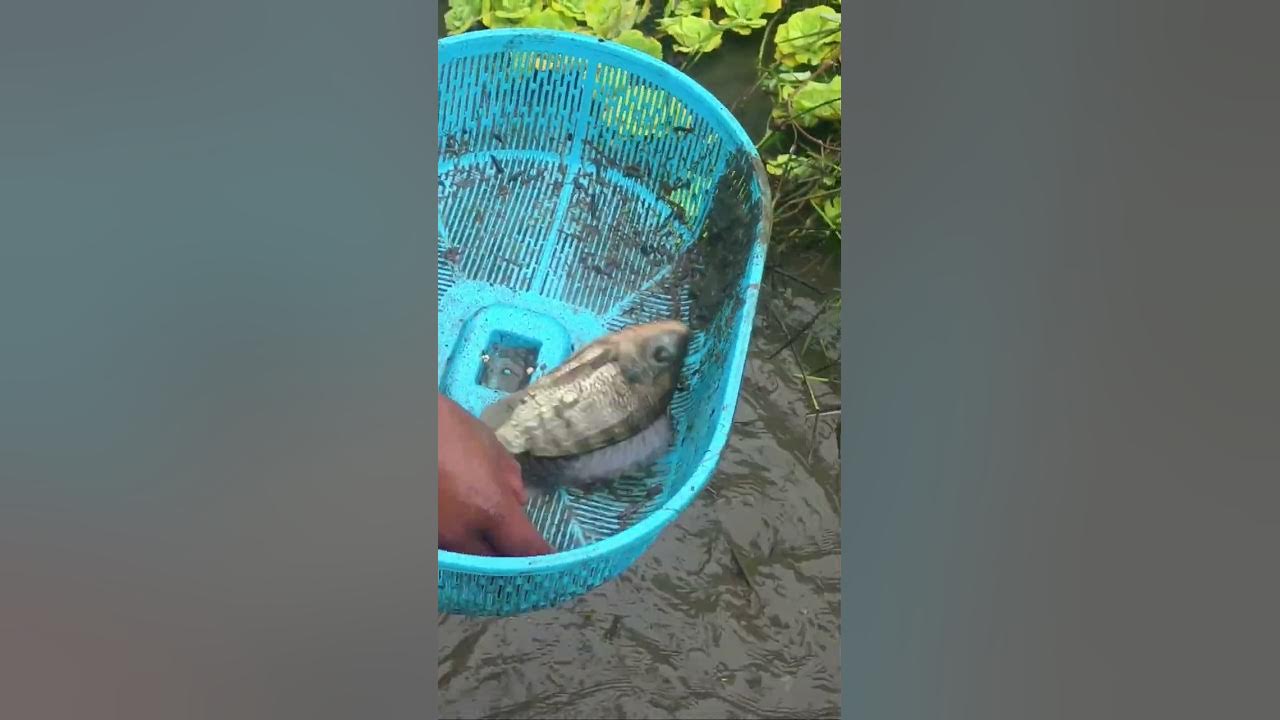 Isdang Tabang Farming - YouTube