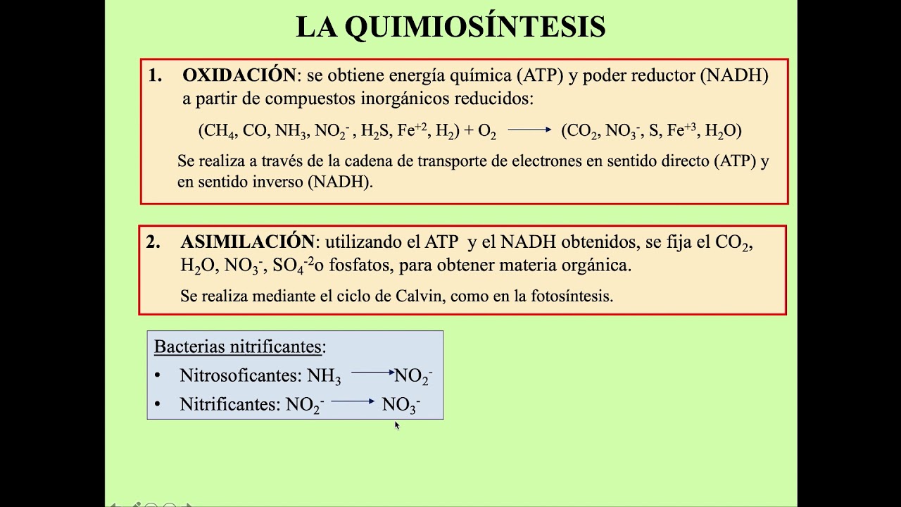 Tema 2 4 6 La quimiosíntesis - YouTube