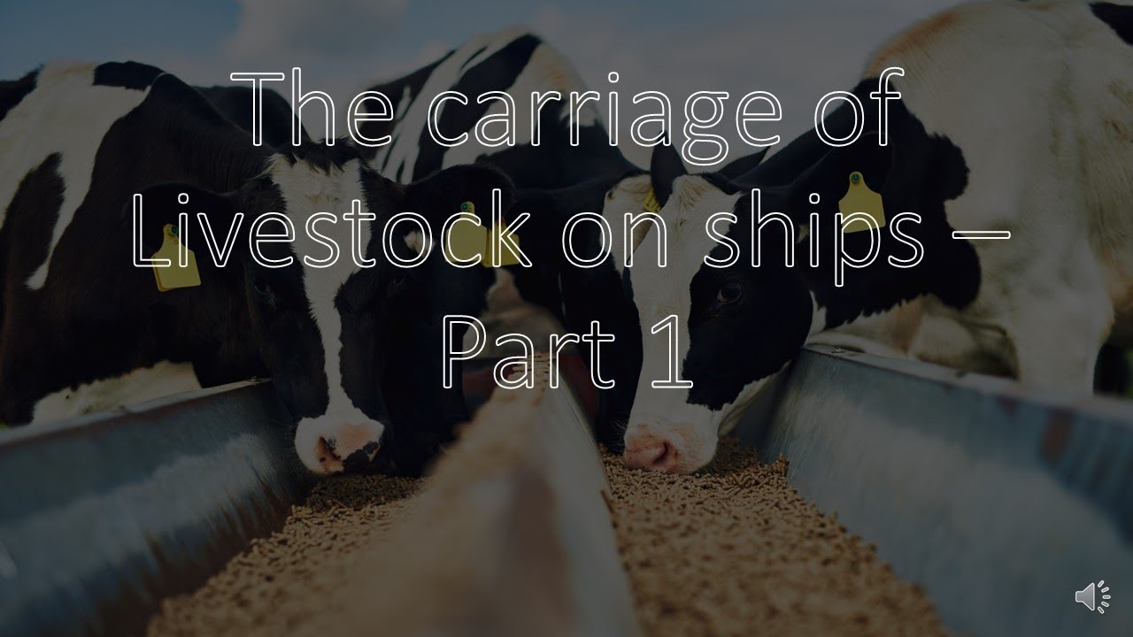 Carriage of Livestock on ships (Part 1) - All you need to know!! - YouTube
