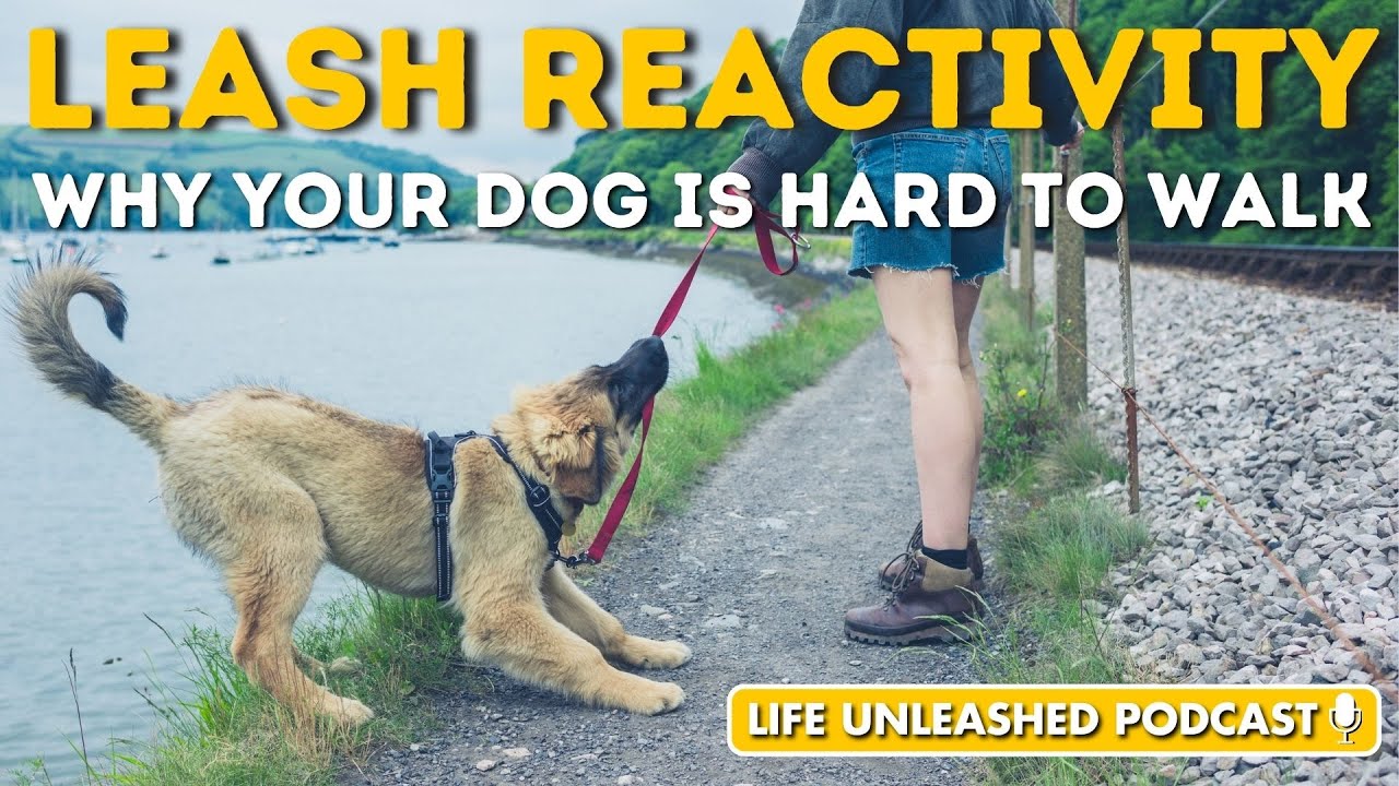 Is Your Dog Leash Reactive? - YouTube