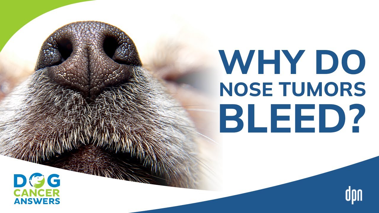 Why Do Nose Tumors Bleed Q A Dr Brooke Britton YouTube Why Do Nose Tumors Bleed Q A Dr Brooke Britton YouTube