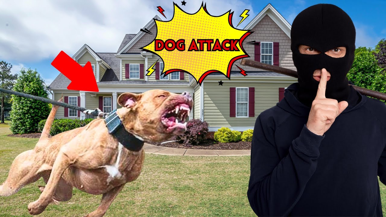 This PITBULL did something UNBELIEVABLE to his home invader - YouTube