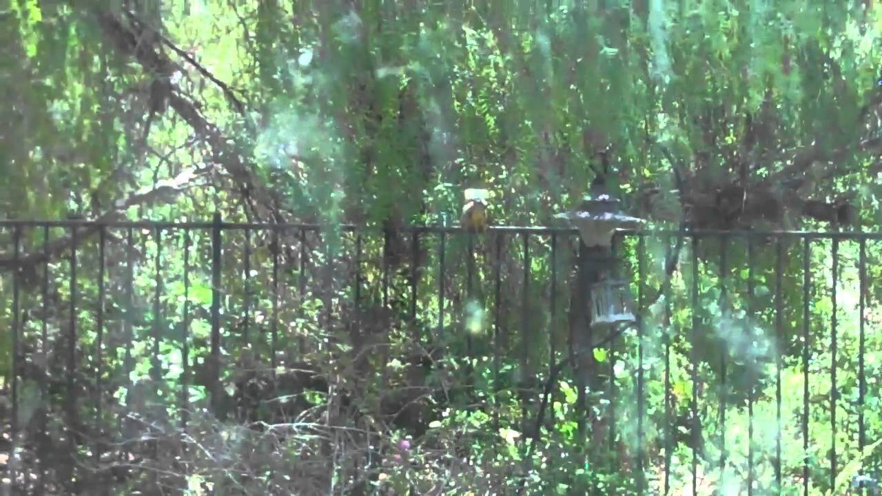 Retarded Nature: Squirrel Episode.... - YouTube