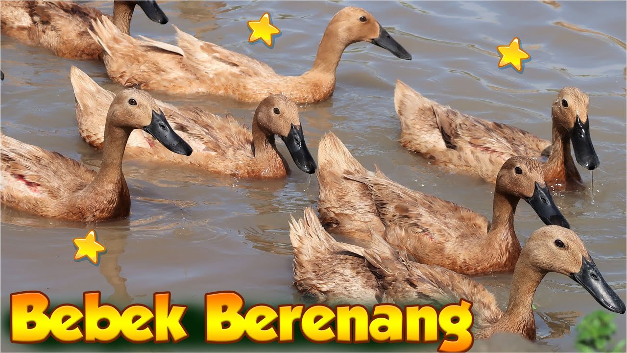 Bebek / Bebek Berenang Cicak , Bebek Angsa Potong Bebek Angsa Masak ...
