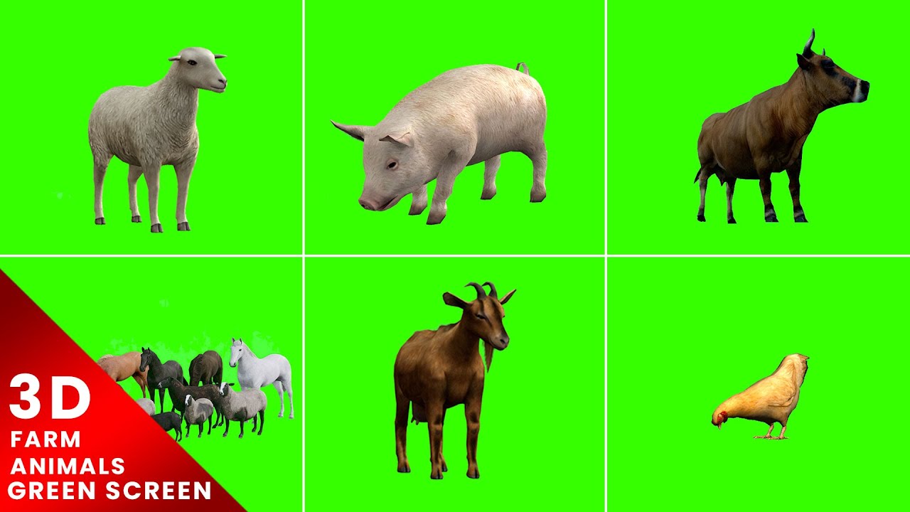 Farm Animals Green Screen For Editing For Free - YouTube