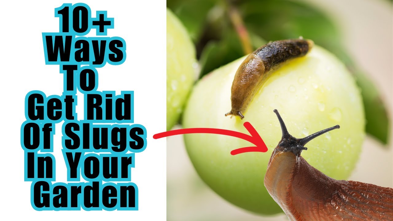 Slugs In Your Garden || 10+ Simple Ways To Get Them OUT || Guaranteed ...