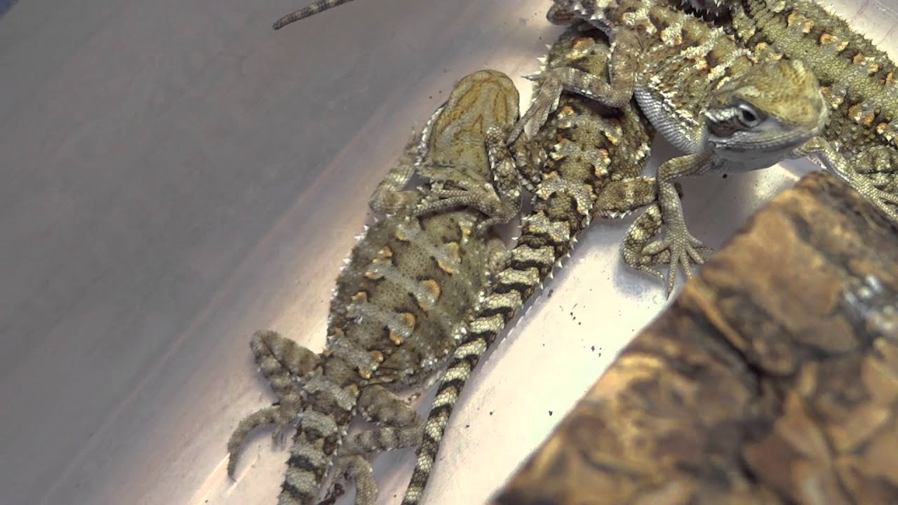 Rankin's Dragon Babies - Sunshine's and Thing Two's First Clutch - YouTube