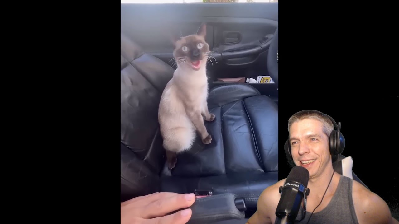 My Uber Driver is Frisky, You Know, Like a Cat - UNUSUAL MEMES ...