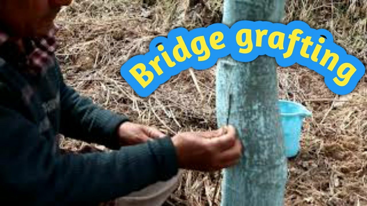 ||Bridge graft|| U can Repair/recover damaged tree trunk with bridge ...