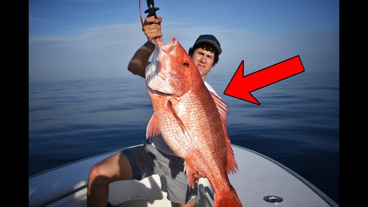 Catching MONSTER Red Snapper in FEEDING FRENZY! My Biggest Ever ...