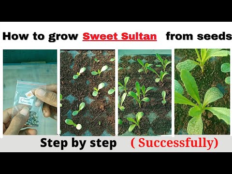 how to grow sweet sultan from seeds / #theagriculture #sweetsultan # ...
