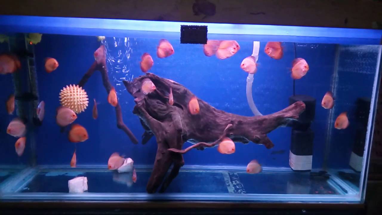 Gore home fish - YouTube