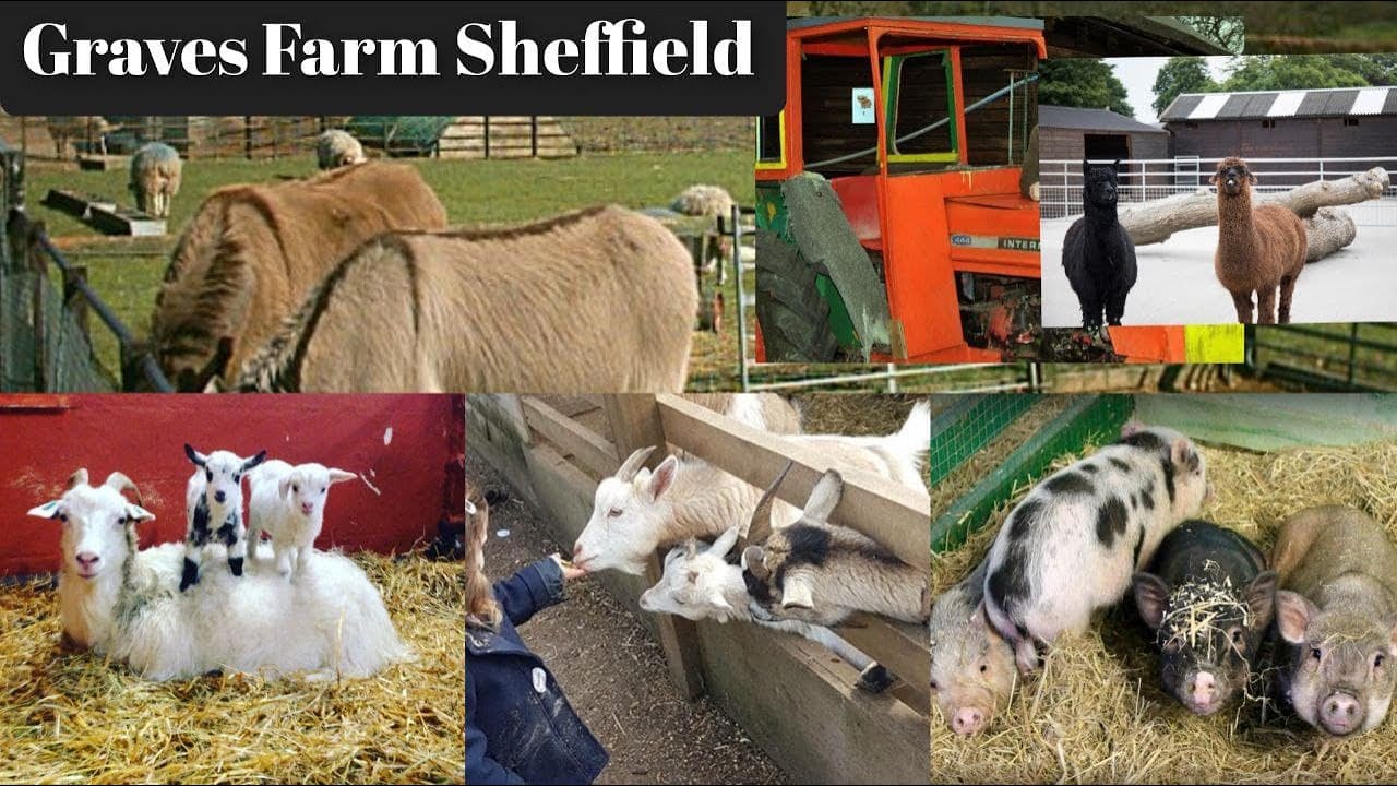 Graves Animals Farm And Garden Sheffield - YouTube