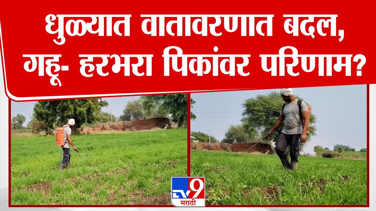 Dhule Weather Update | वातावरणात बदल, धुळ्यात वातावरणात बदल,गहू- हरभरा ...