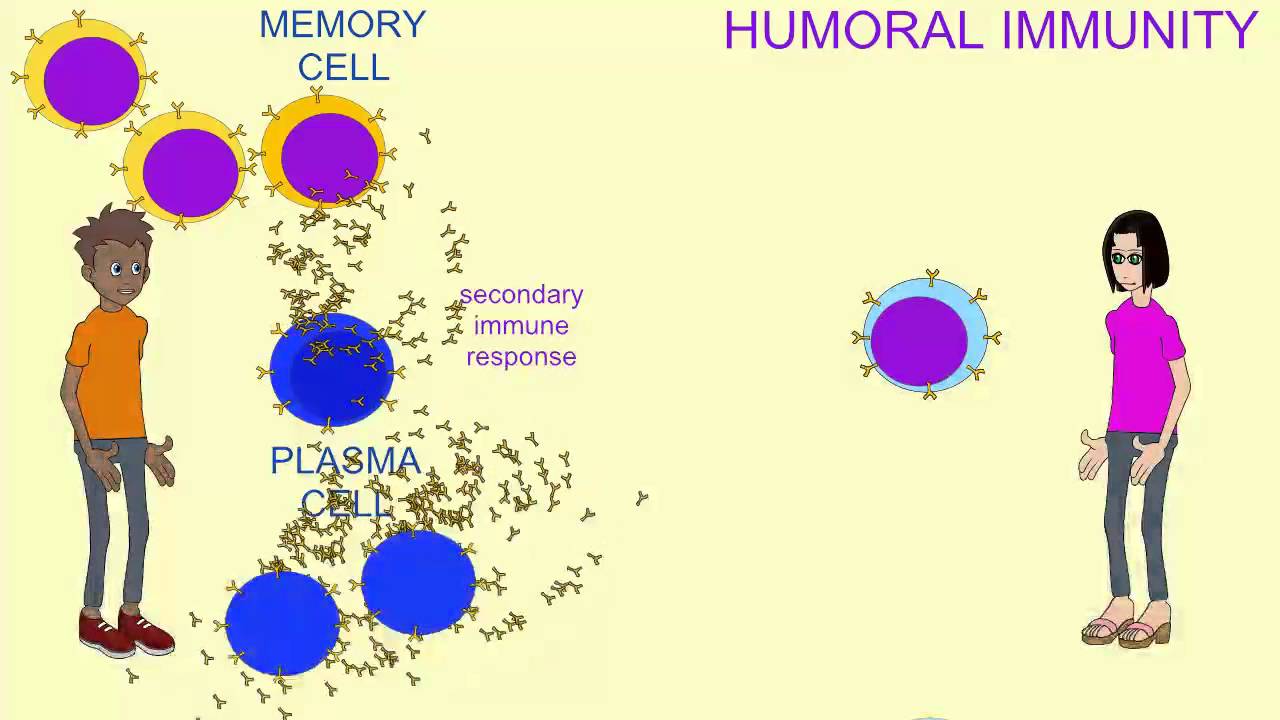 HUMORAL RESPONSE - YouTube