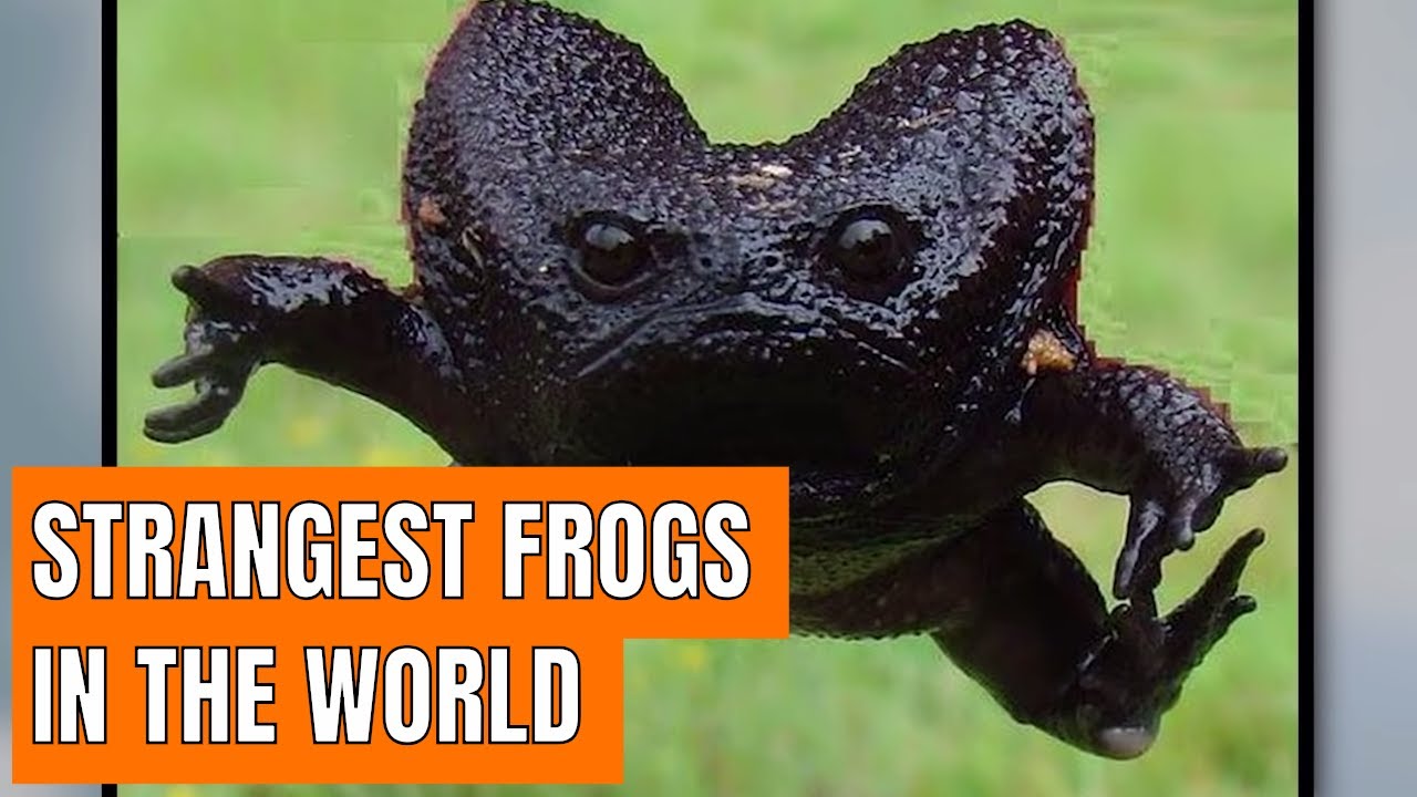 Discover The Strangest Frogs In The World - YouTube