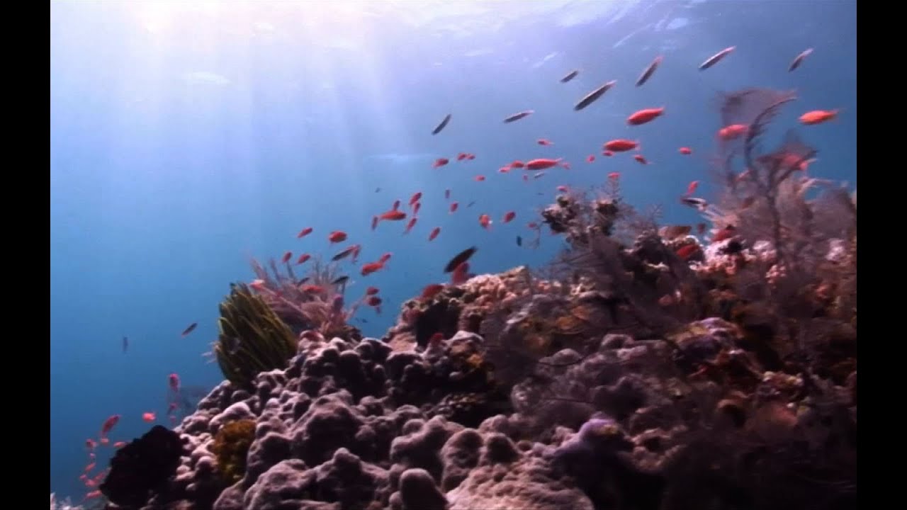 Scuba Diving East Timor in 60 seconds - YouTube