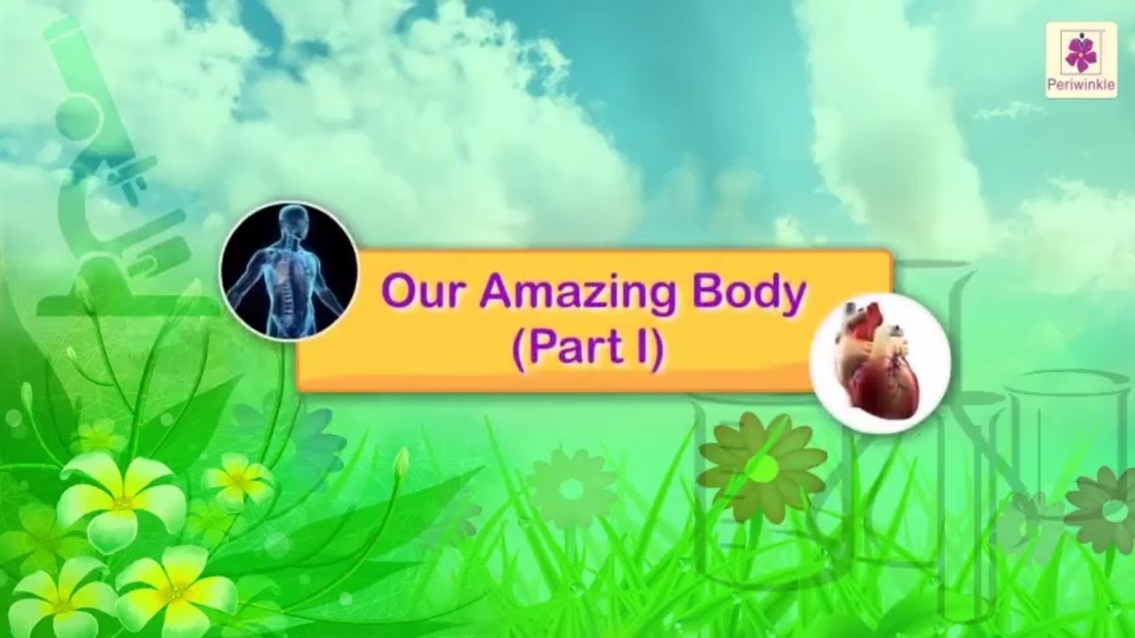 Our Amazing Body | Science Grade 3 | Periwinkle - YouTube