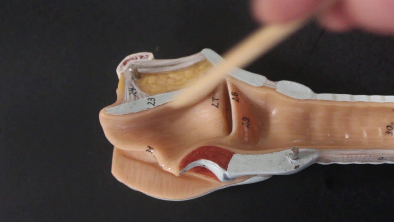 Unit 6 Larynx Model - YouTube