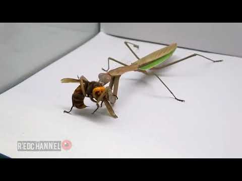 Praying mantis snacks on an Asian killer hornet... - YouTube