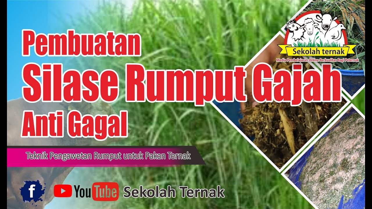 Pembuatan Silase Rumput Gajah, Anti Gagal - YouTube