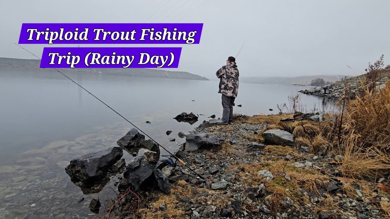 Triploid Trout Fishing Trip (Rainy Day) - YouTube