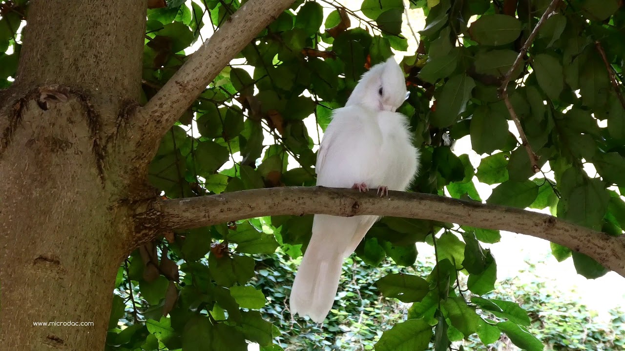 A White Blue Jay - YouTube